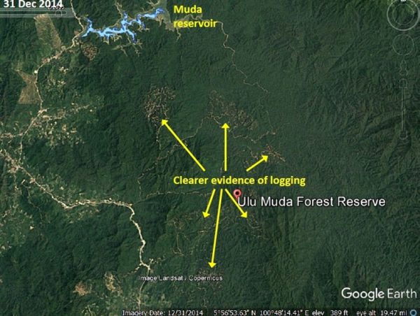 Satellite images show more forests being logged in Ulu Muda | anilnetto.com